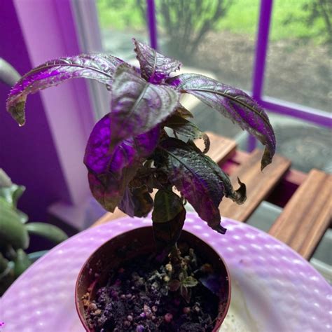 Why Are There Brown Spots On My Persian Shield Leaves