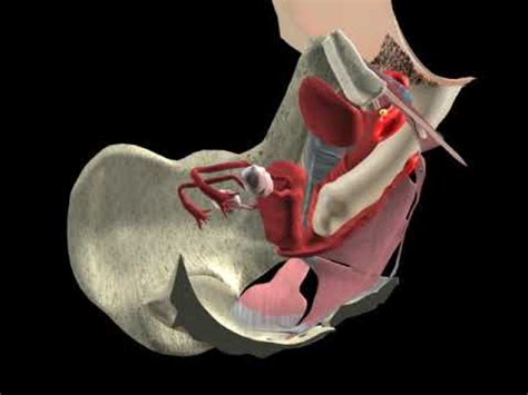 Anatomy Of Female Sexual Pleasure 3d View Youtube