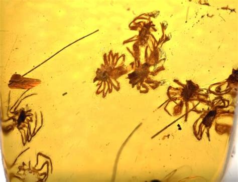 Rare Swarm Of Spiderlings Fossil Inclusion In Burmese Amber Ebay