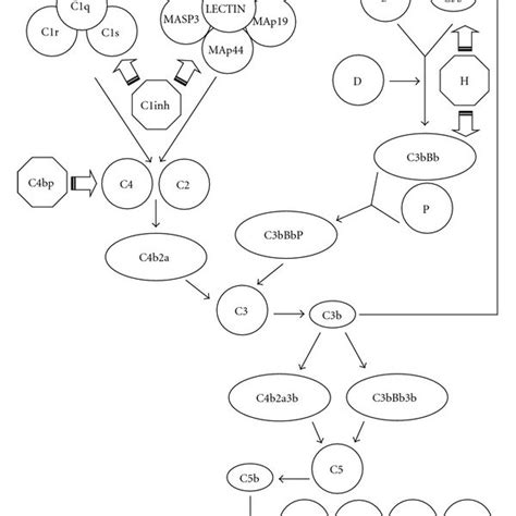 The Three Major Pathways Of Complement Activation These Pathways