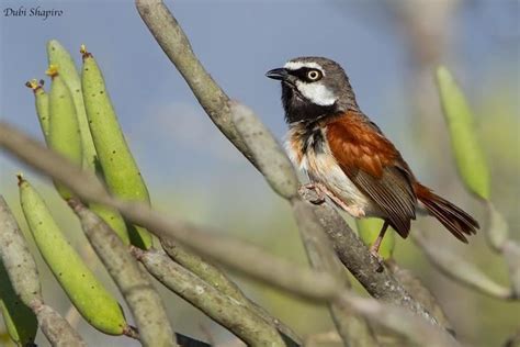 Red Shouldered Vanga Alchetron The Free Social Encyclopedia