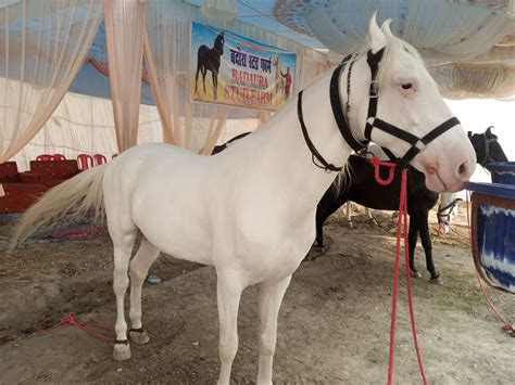 Horse Becomes Center Of Attraction In Barabanki Fair बाराबंकी मेले