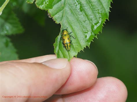 小さい甲虫いろいろ 東京お気楽カメラ