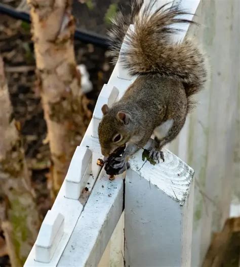 Squirrel Proofing Stop Squirrels Entering Your Property Sun Pest