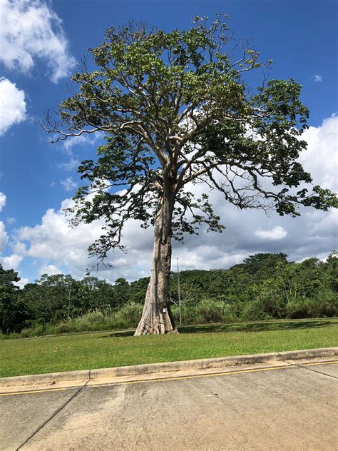 Lugares Turísticos de la Chorrera El árbol Nacional de Panamá