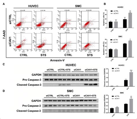 Downregulation Of Cav 1 Caveolin 1 Induced Apoptosis In The Human