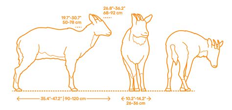 Chinese Goral Nemorhaedus Griseus Dimensions And Drawings