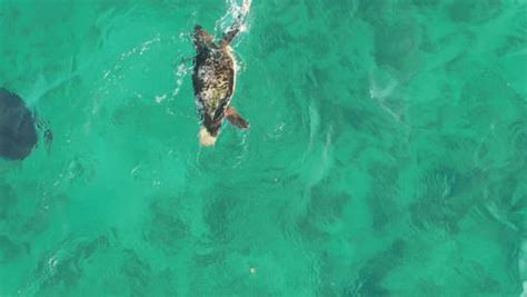 Tenacious Turtle Fights Off Shark During Ocean