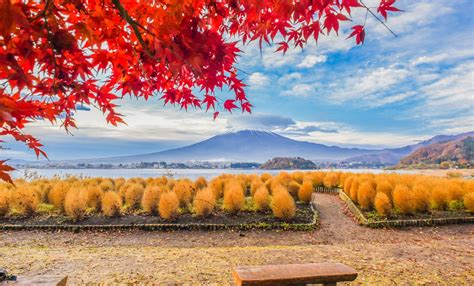 ทัวร์ญี่ปุ่น ทัวร์ญี่ปุ่น โตเกียว โอซาก้า ทุ่งดอกโคเชีย สวนโออิชิ