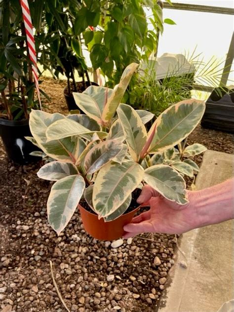 12″ Ficus Daniella Braid Net Tri State Foliage In House Availability
