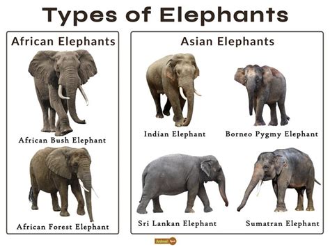 Elephant Types And Facts Classification Habitat Diet Adaptations