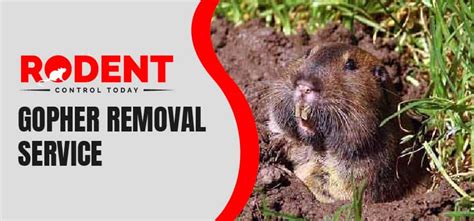 Gopher Removal Melbourne Gopher Trapping And Removal Service