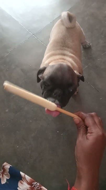 Comedy With Lassy 😊 Youtube