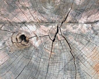 Knot Hole In Tree Etsy