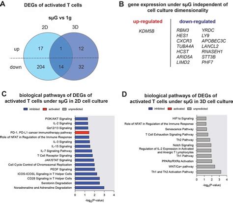 Transcriptome Analysis Rna Sequencing Of Activated T Cells Using Rna Download Scientific