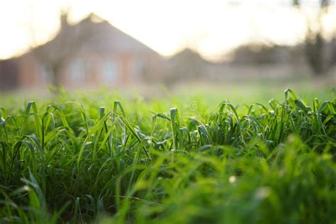 Fresh Green Grass Grow In A Spring Field Stock Image Image Of Energy Focus 190847043