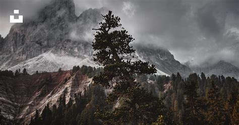 흐린 하늘 아래 녹색 잎 나무 사진 Unsplash의 무료 회색 이미지