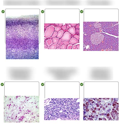 Histology Slides Diagram Quizlet