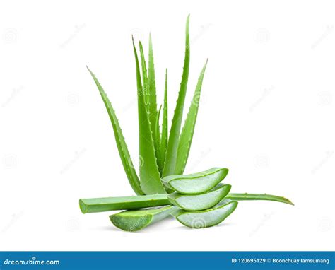 Clump Of Green Aloe Vera Plant Isolated On White Stock Image Image Of