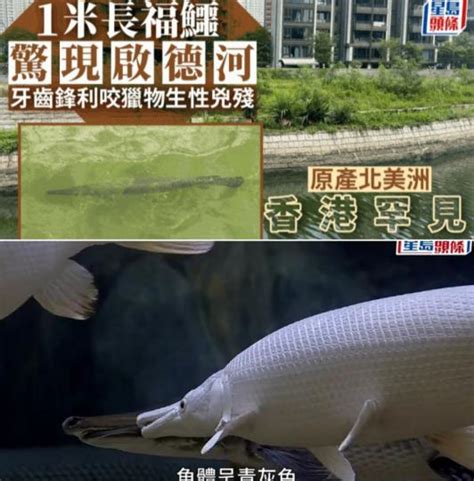 1米長福鱷驚現啟德河牙齒鋒利、生性兇殘 E123長青網 長者服務及老人院資訊