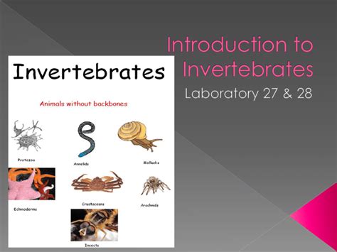 Introduction To Invertebrates