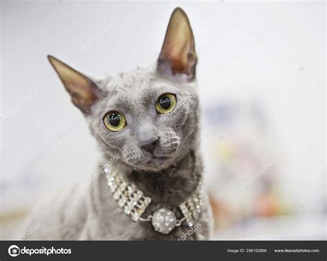 Cornish Rex Sin Pelo