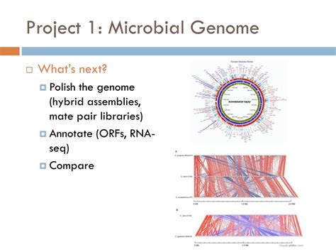 Ppt Next Generation Sequencing Of Microbial Genomes And Metagenomes Powerpoint Presentation