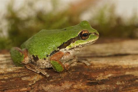 30개 이상의 Pacific Chorus Frog 이미지 스톡 사진 그림 및 Royalty Free 이미지 Istock