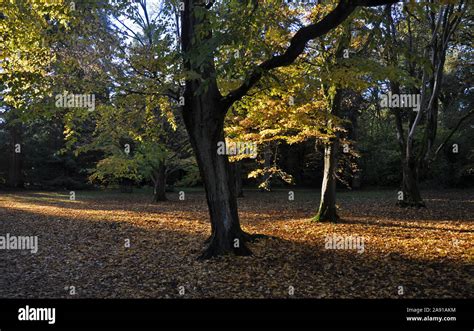 Trunks Of Tree Hi Res Stock Photography And Images Alamy