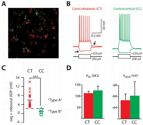 H Current Distinguishes Two Populations Of Layer V Pyramidal Neurons Download Scientific