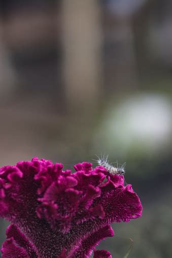 Bunga Cockscomb Atau Celosia Cristata Dengan Daun Hijau Mekar Gambar