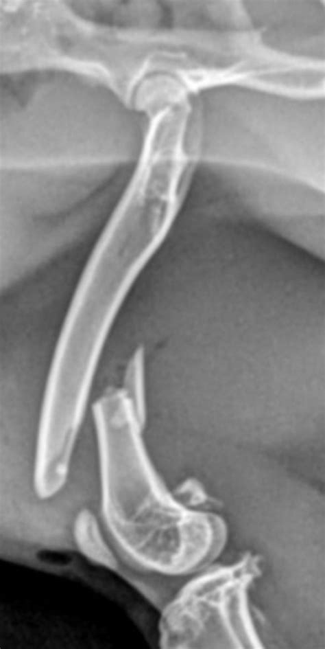 Greta Pavarotti On Linkedin Femoral Fracture In A 6 Months Rabbit Lyly 🐇🥰