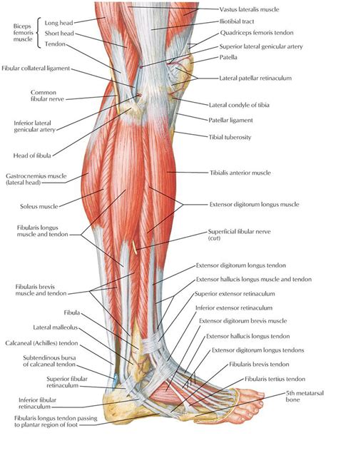 Leg Muscles Labeled Diagram Anatomy And Structure
