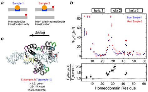 Intra And Intermolecular Translocation In The Hoxd9dna System A Pre Download Scientific
