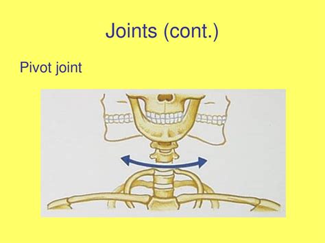 Skeletal System Ppt Download