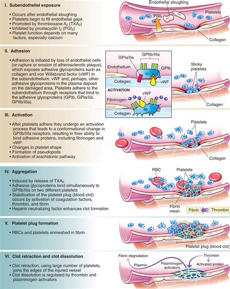 28 Structure And Function Of The Hematologic System