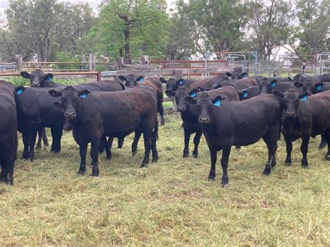 248 Angus And Angus X Mixed Sex Feeders Grant Daniel Long