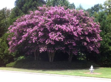 Georgia Backyard Nature Common Crepe Myrtle