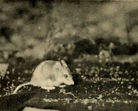 Southern Grasshopper Mouse Facts Diet Habitat And Pictures On Animaliabio