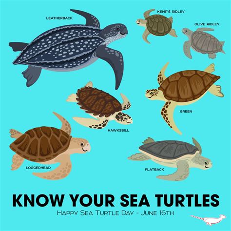 7 Species Of Sea Turtles Schleun