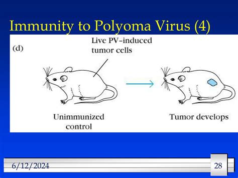 Tumor Immunology For Cancer And The Immune Systemppt