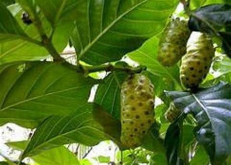 Buah Mengkudu Tidak Untuk Kesehatan Tubuh Saja Ini Dia 10 Manfaat Buah