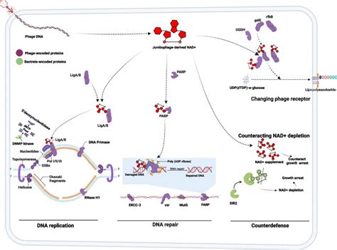 Gastrointestinal Jumbo Phages Possess Independent Synthesis And Utilization Systems Of Nad Pmc