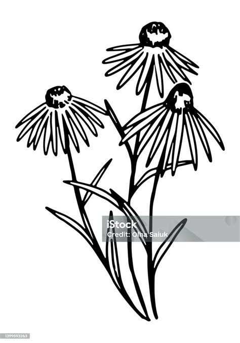 콘플라워 클립아트 여름 야생화 스케치 손으로 그린 벡터 식물학 일러스트레이션 흰색에 고립 된 조각 스타일 낙서 루트베키아에 대한 스톡 벡터 아트 및 기타 이미지 Istock