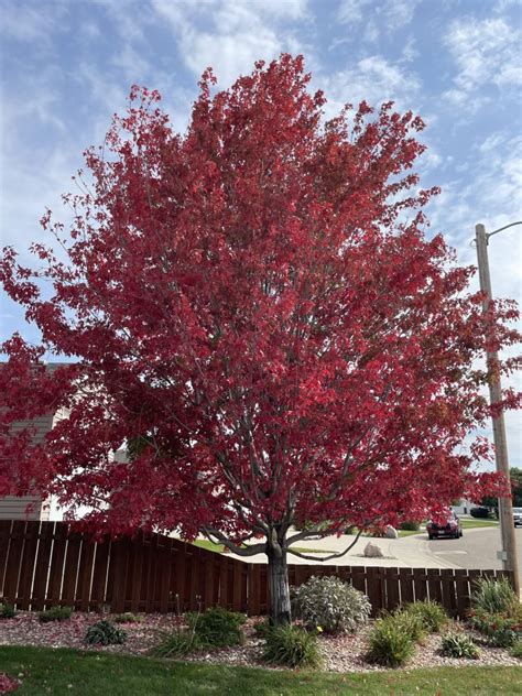 Beautiful Red Maple Skyspy Photos Images Video