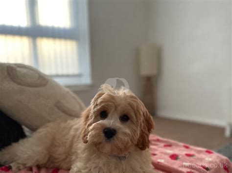 Beautiful 16 Week Old Cavapoo Girl In Sheffield S26 On Freeads
