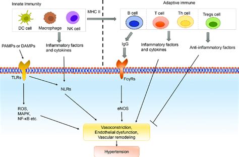Immunityinflammation Pathway Damps Damage Associated Molecular