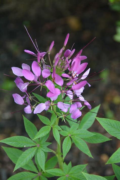 Cleome Identification Health Benefits Uses Invasive Concerns And