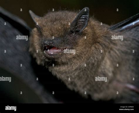 Common Pipistrelle Bat Pipistrellus Pipistrellus Pipistrelles Are The