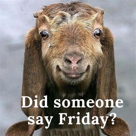 100 Fredag Roliga Bilder